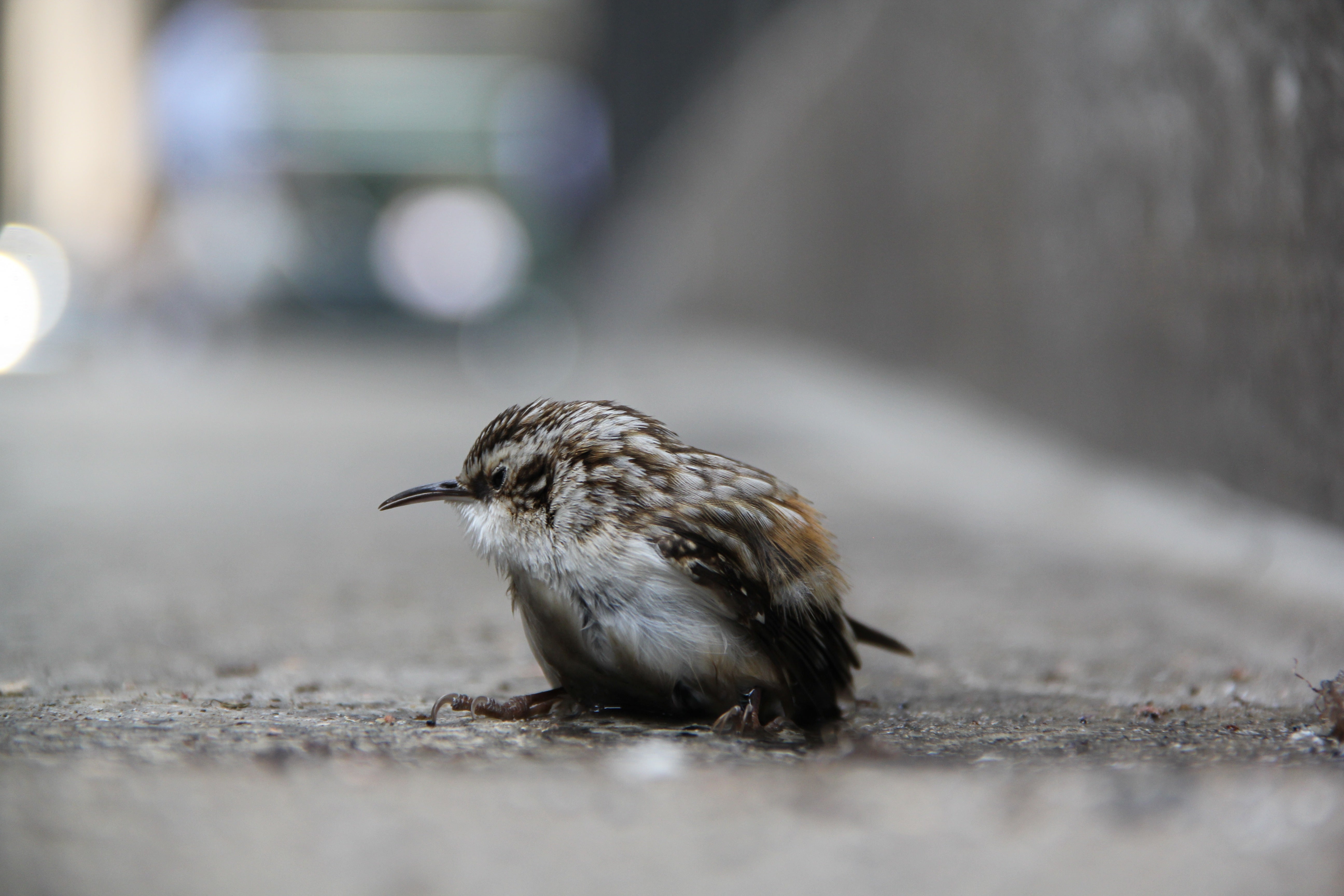 A little bird in a big city - WHYY