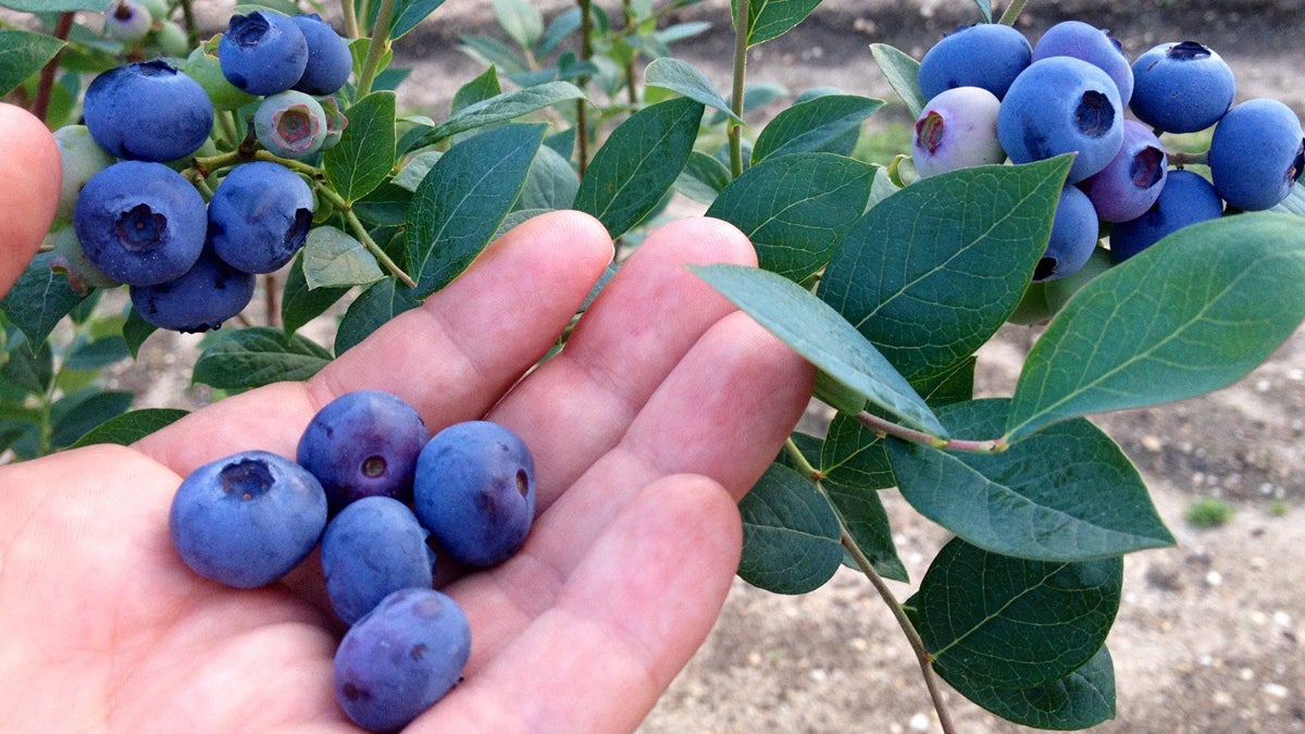 Abundant, flavorful blueberry crop ripening in N.J. - WHYY