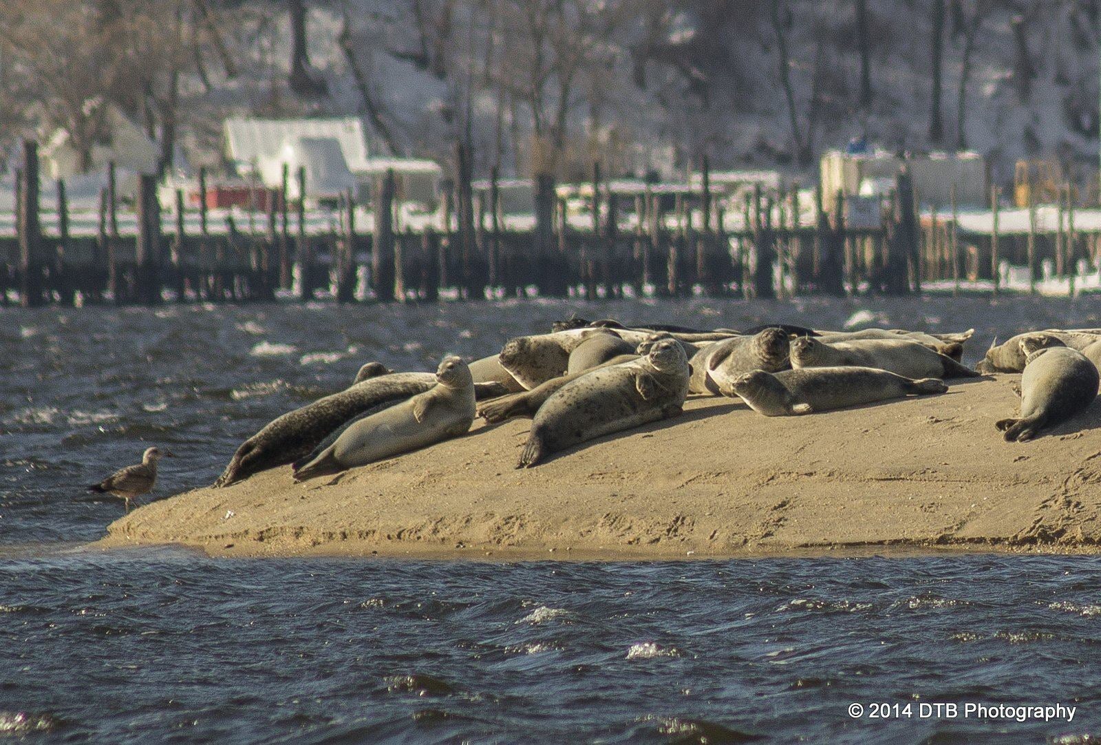 Seals sunbathing off Sandy Hook Friday - WHYY