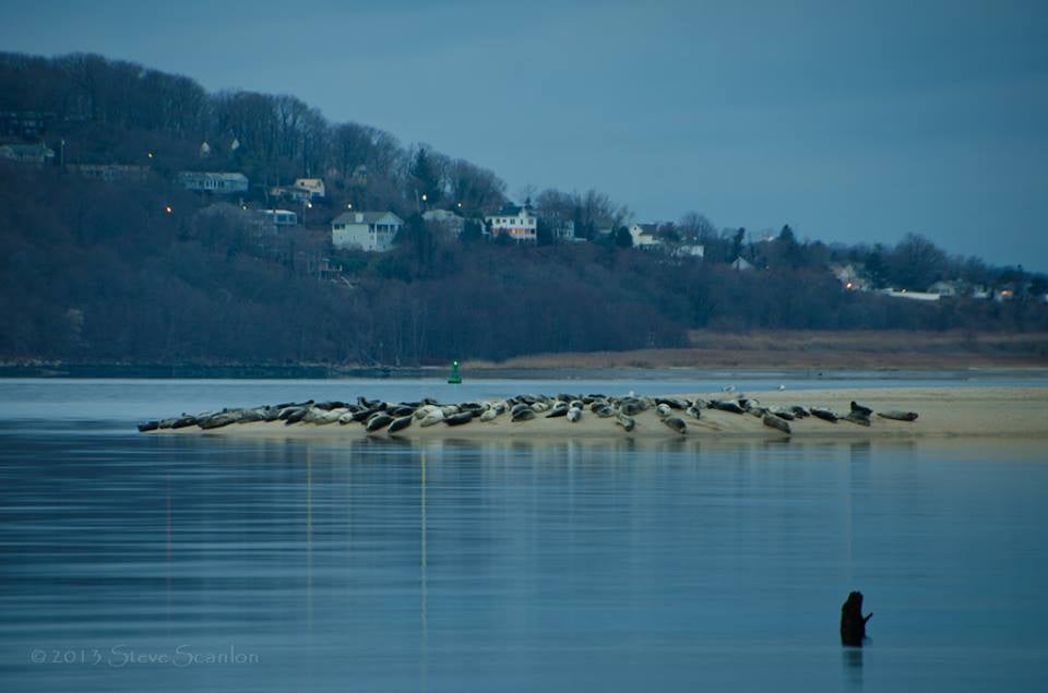 Seals return to Sandy Hook - WHYY