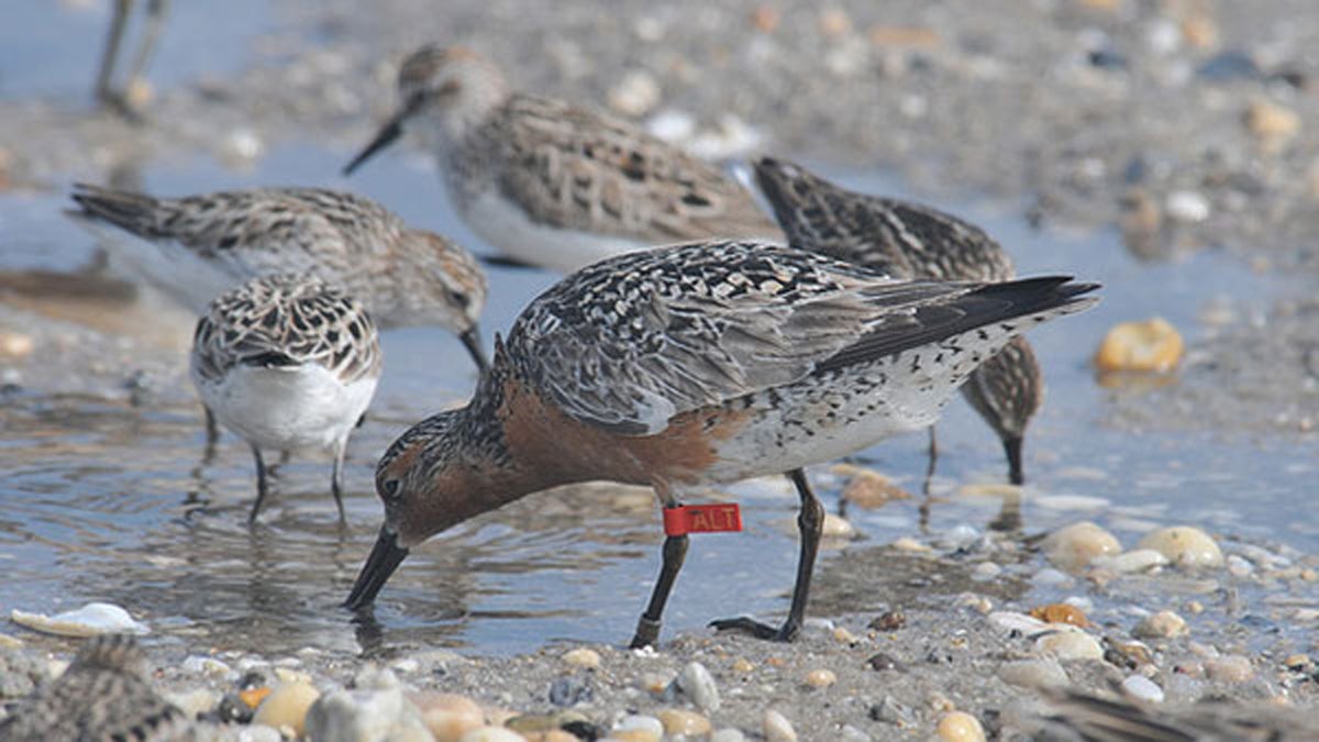 U.S. Fish and Wildlife Service adds Rufa Red Knot to endangered list - WHYY