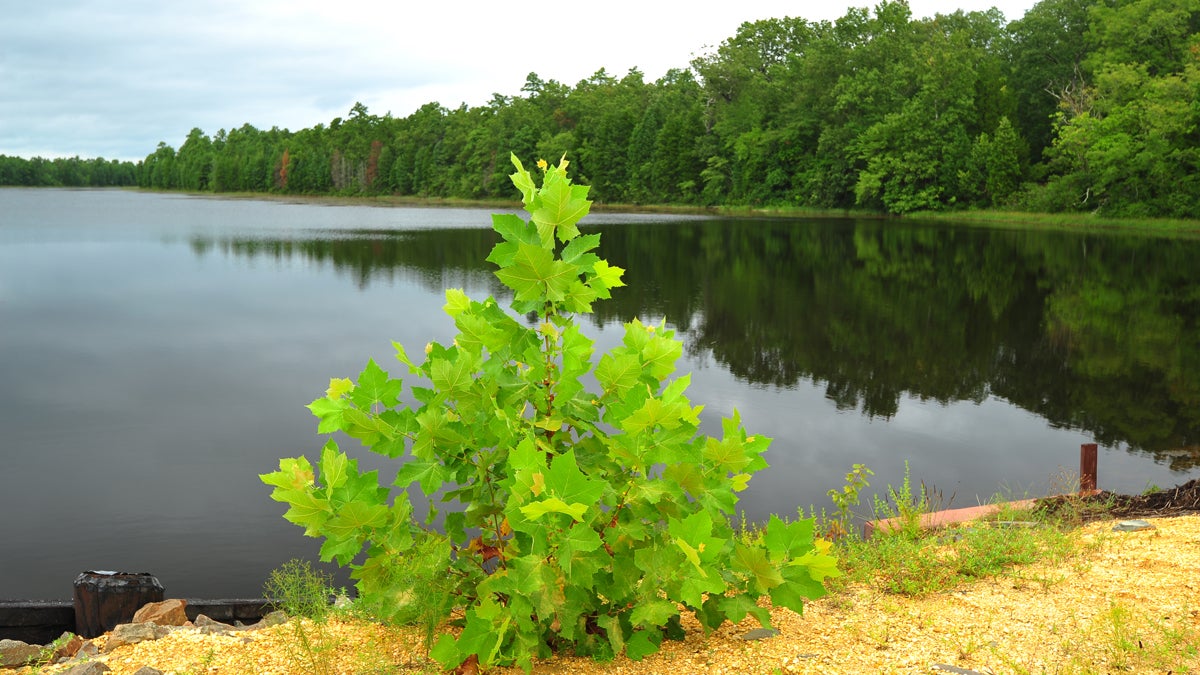 Shamong, NJ feeling the cost of open space as state reimbursements drop ...