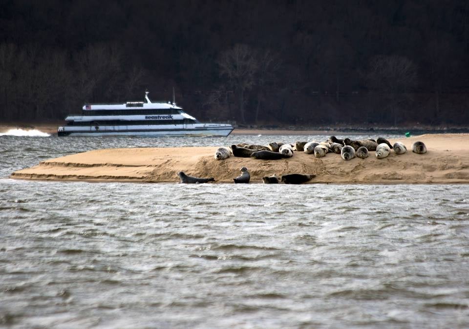 Seals relaxing at Sandy Hook today - WHYY