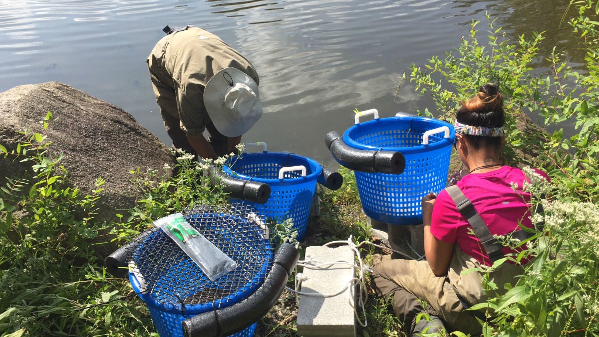 Restoring mussel populations and improving water quality in northern ...