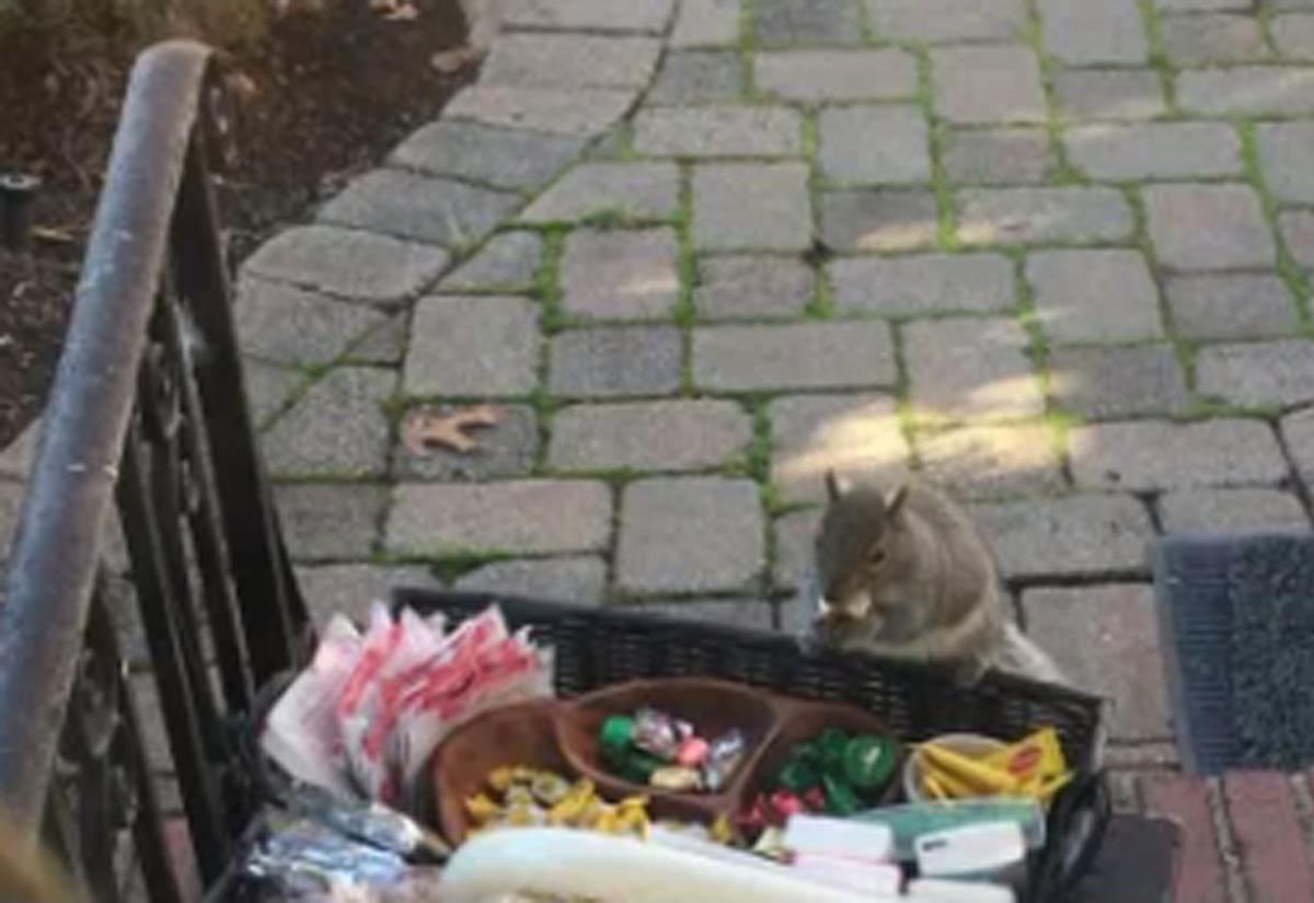 Hungry squirrel steals pricey goods left out for delivery folks in N.J ...