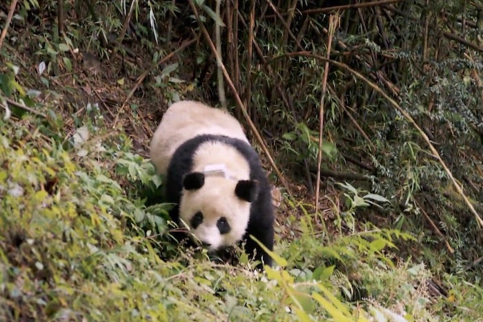 The Premiere of "Pandas" - WHYY