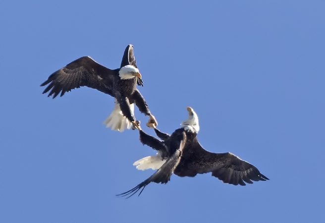 Great bird photography starts with finding the best locations - WHYY