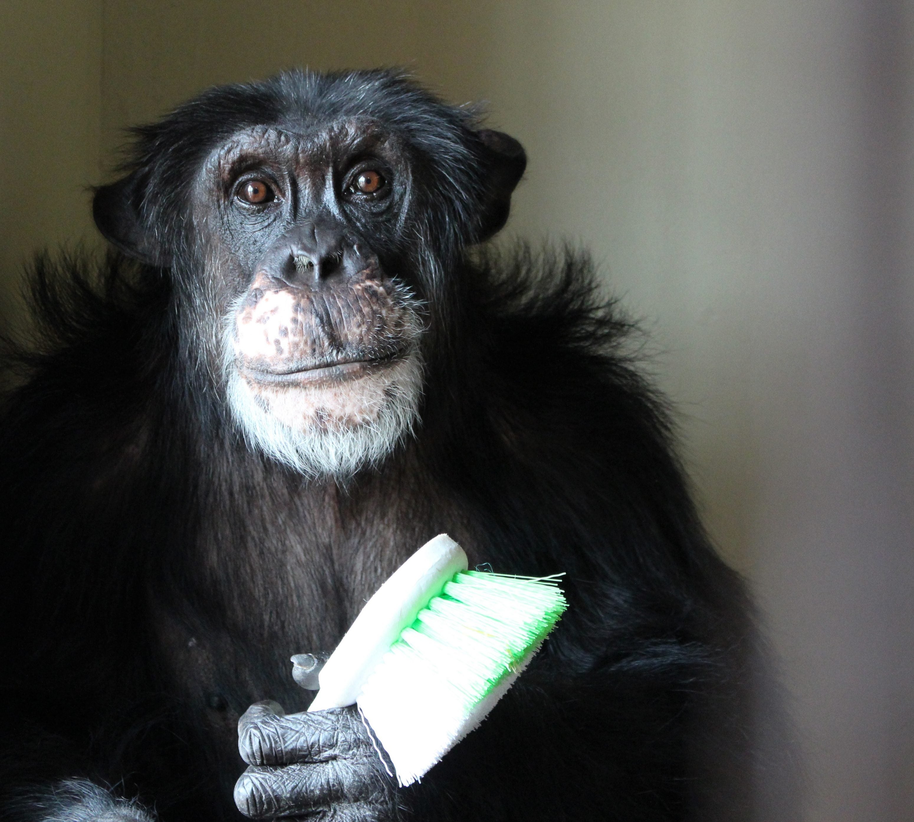 At this retirement home, chimps are in charge : The Pulse : Science : WHYY