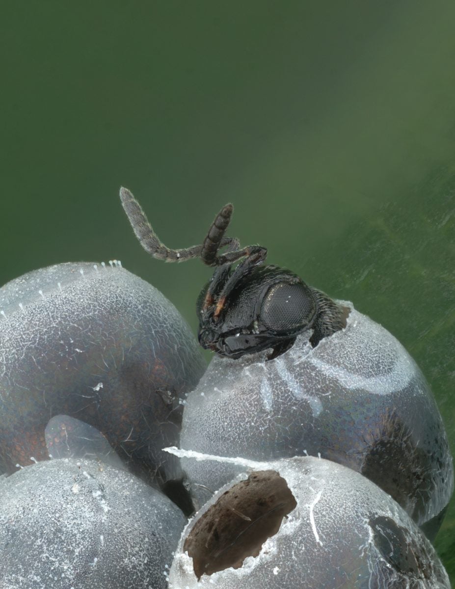 Asian wasp's arrival in S. Jersey brings hope to scientists, farmers ...