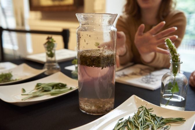 Mütter gives new life to Founding Father's medicinal garden - WHYY