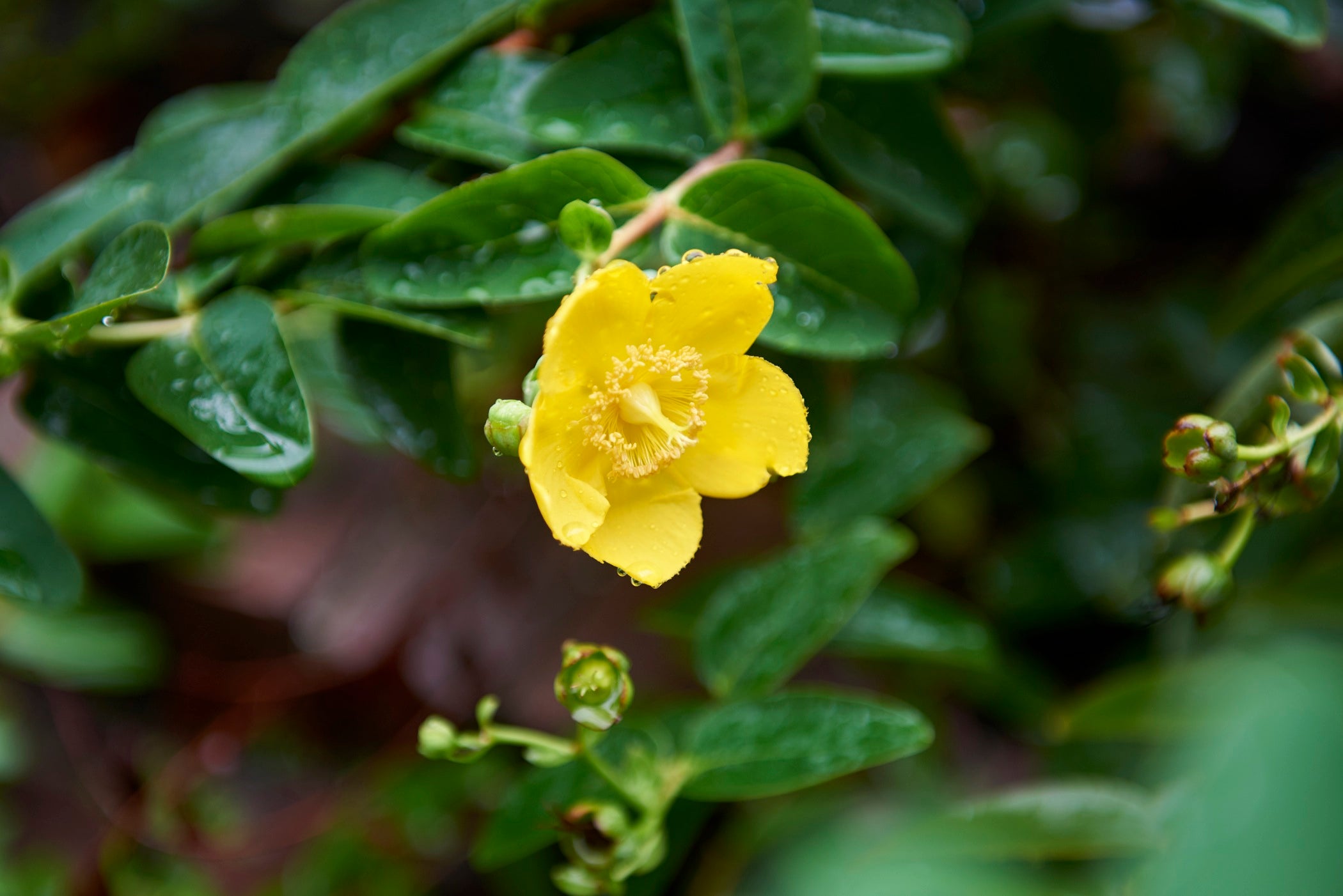 Mütter gives new life to Founding Father's medicinal garden - WHYY