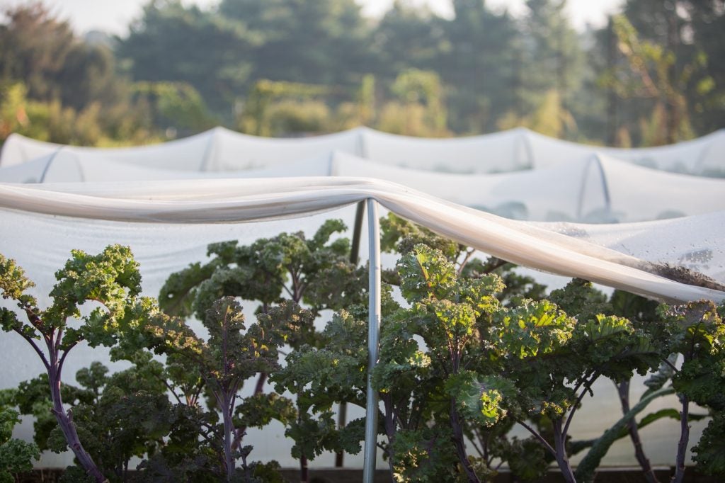 Take two aspirin and a bunch of Swiss chard: Hospital farm aims to ...