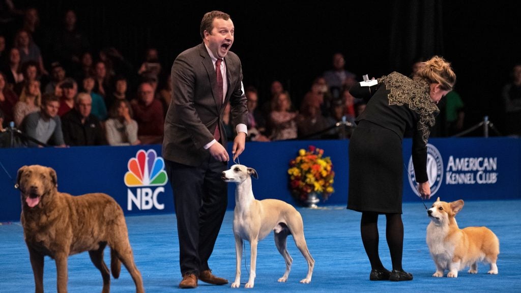 Champs take a bow wow at National Dog Show - WHYY