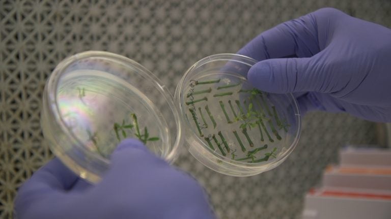 Next generation of biotech food heading for grocery stores - WHYY