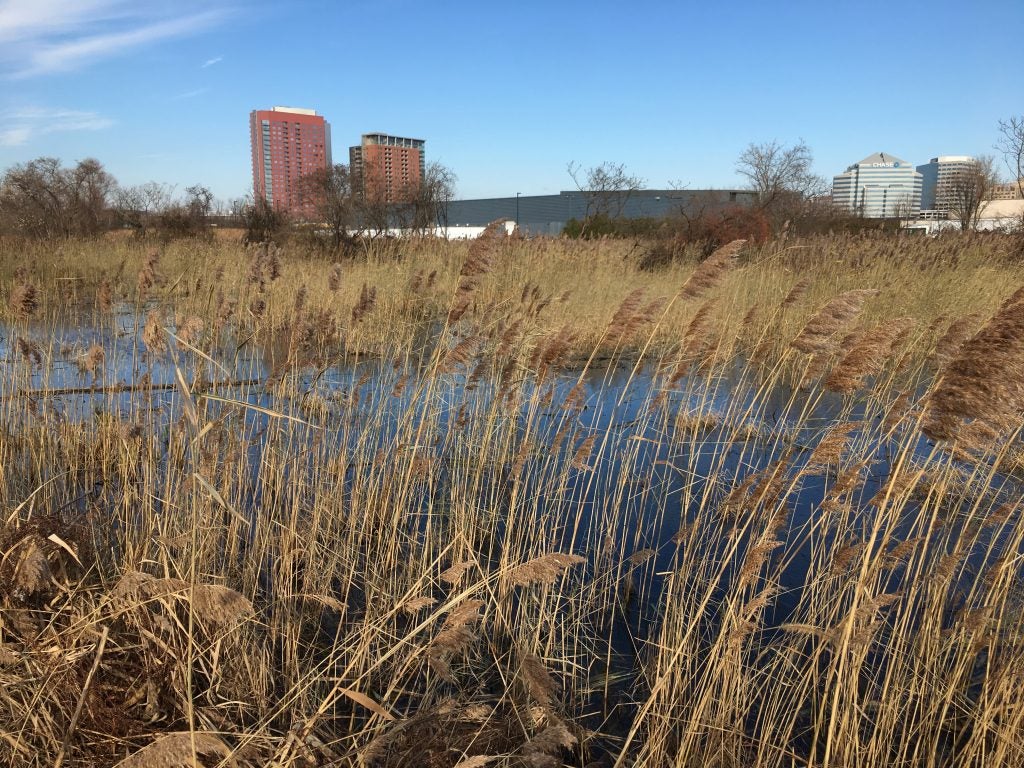 Wilmington wetland park project meant to ease flooding gets $3M federal ...