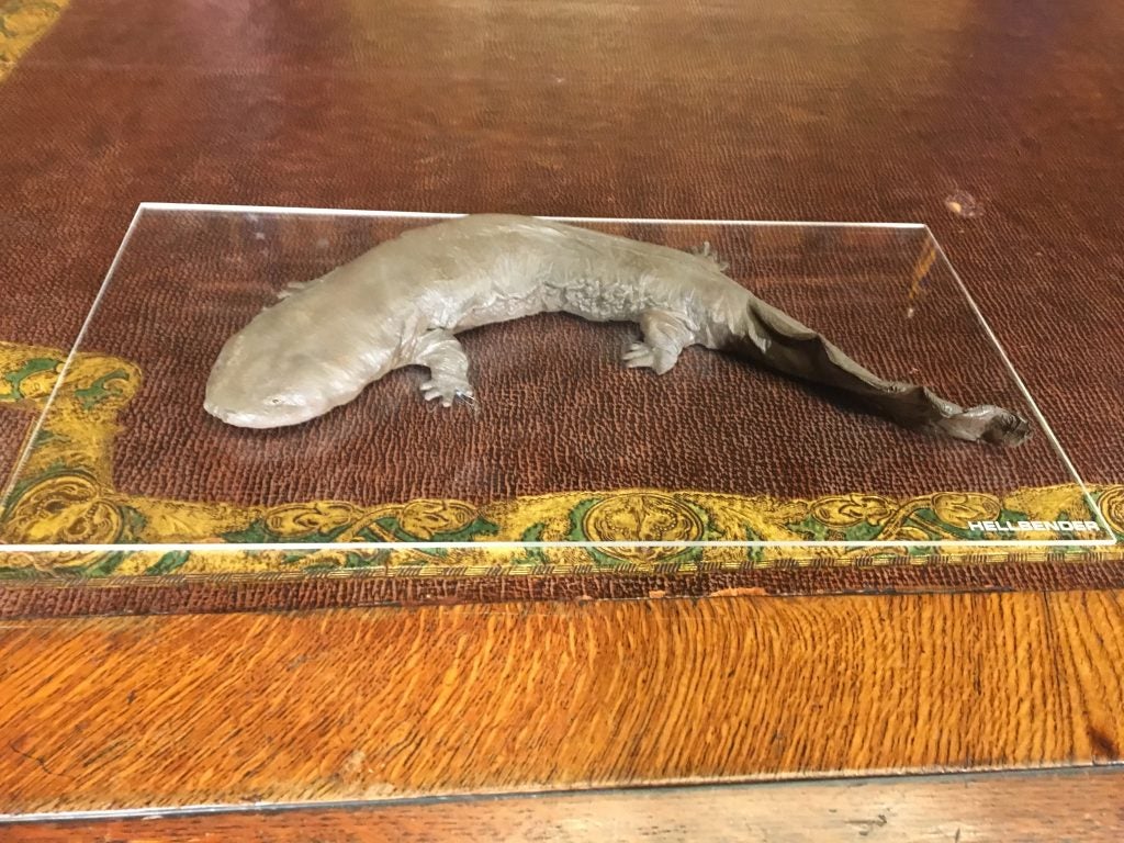 Pennsylvania claims hellbender as state amphibian - WHYY