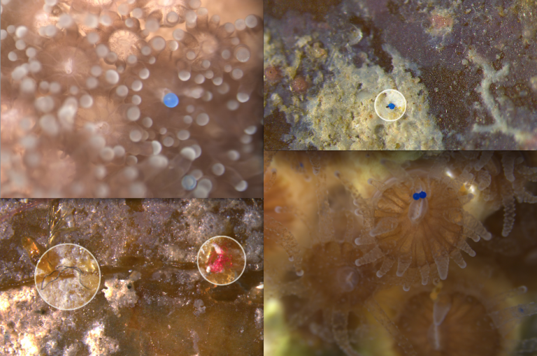 How do plastics get to the bottom of the sea? — WHYY