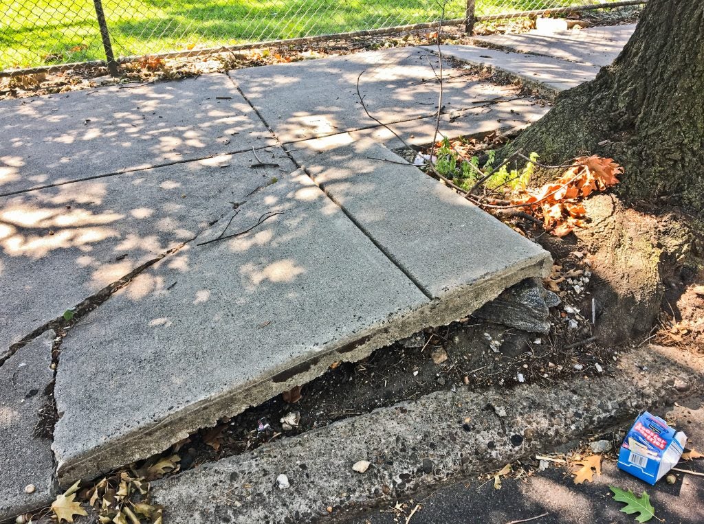 Debunking myths about urban trees in Philadelphia - WHYY