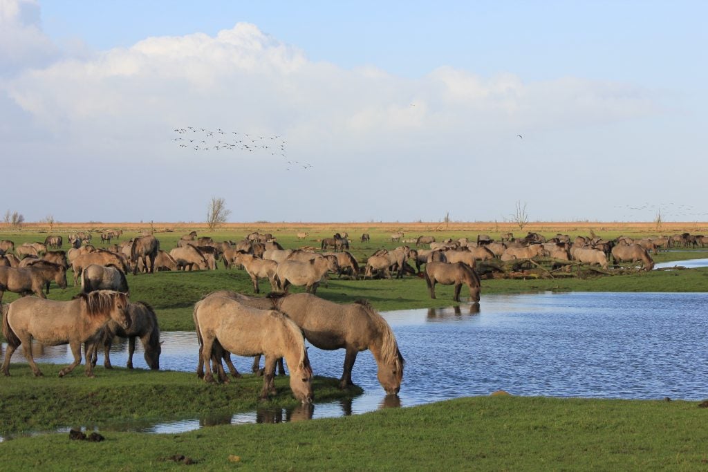 A bold conservation experiment, gone haywire — WHYY