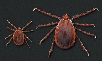 Asian longhorned tick arrives in Delaware - WHYY