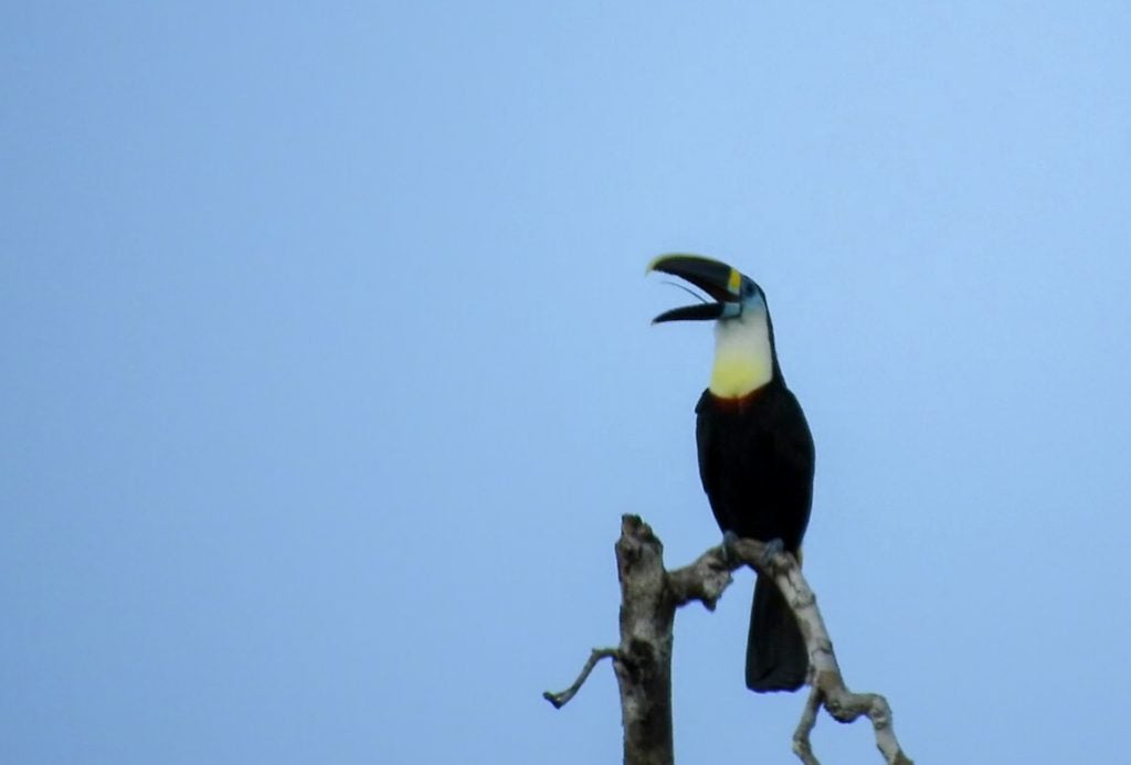 What scientists are discovering from the sounds of rainforests — WHYY