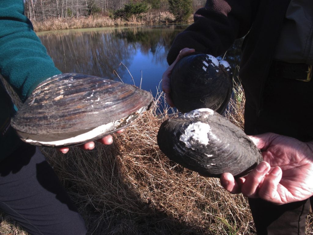 Chinese pond mussels eradicated from New Jersey waters - WHYY