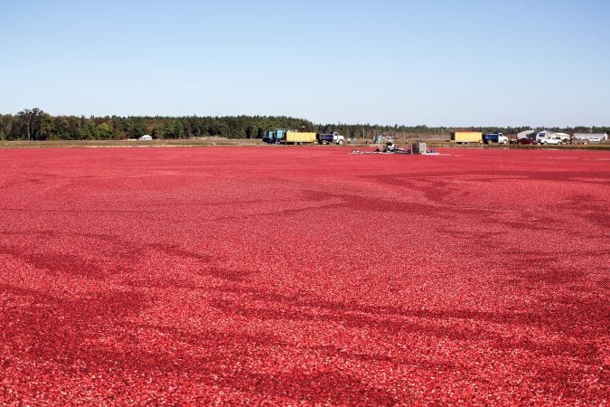 How farmers in New Jersey's Pinelands grapple with the environmental ...
