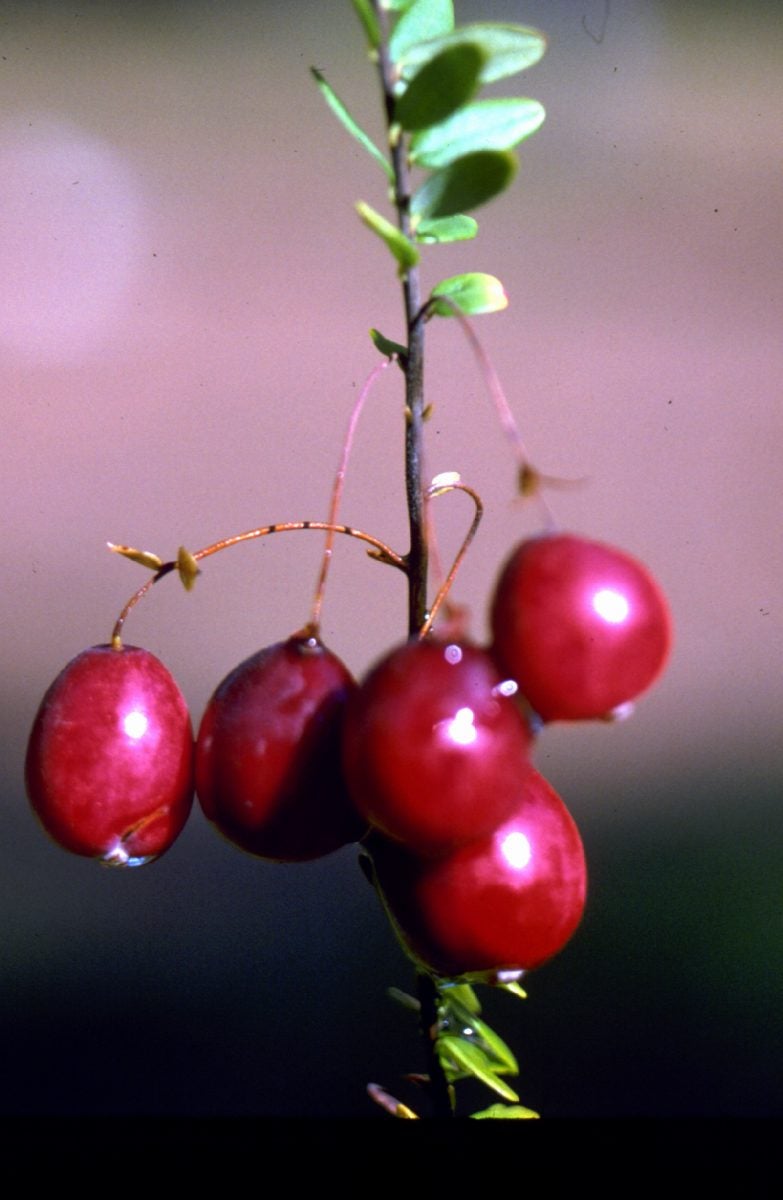 How farmers in New Jersey's Pinelands grapple with the environmental ...