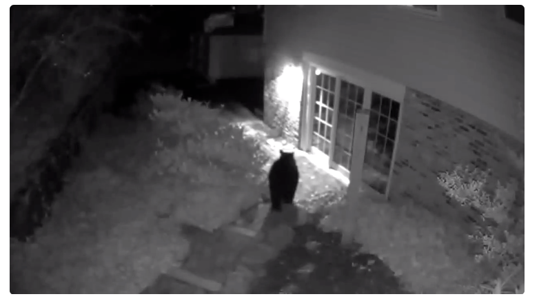 Bears spotted in three Wilmington, Del. locations - WHYY