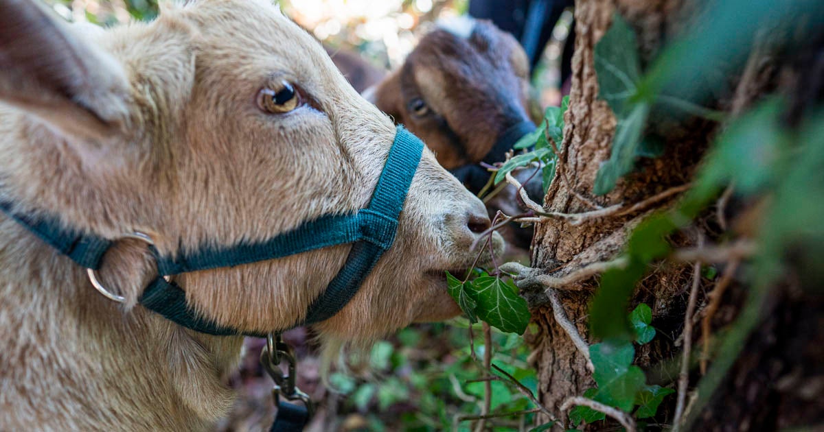 Feed a goat, save a tree — or a whole yard’s worth — WHYY