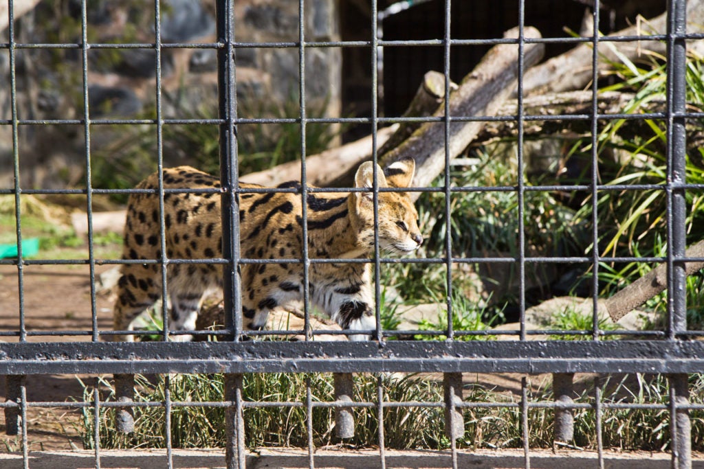 Delaware’s Brandywine Zoo getting a facelift - WHYY