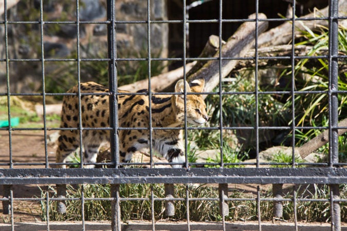 Delaware’s Brandywine Zoo getting a facelift - WHYY