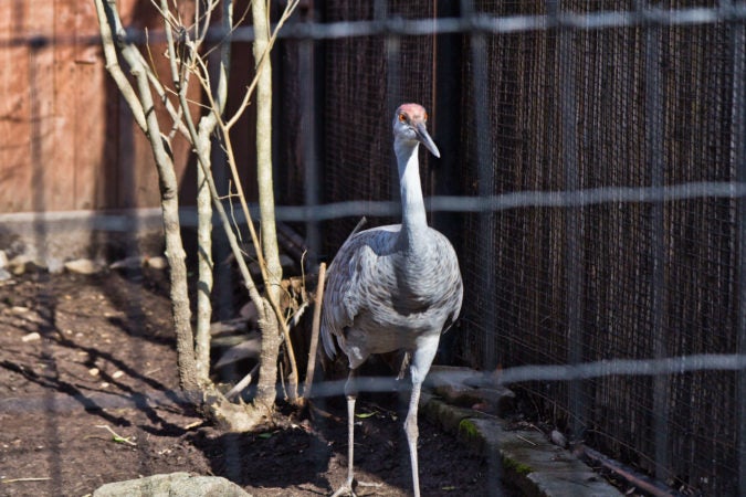 Delaware’s Brandywine Zoo getting a facelift - WHYY