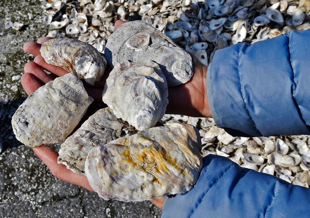 Improving Delaware Estuary with wider oyster shell recycling - WHYY