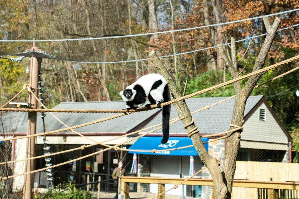 Brandywine Zoo expansion includes lemurs in Madagascar exhibit - WHYY