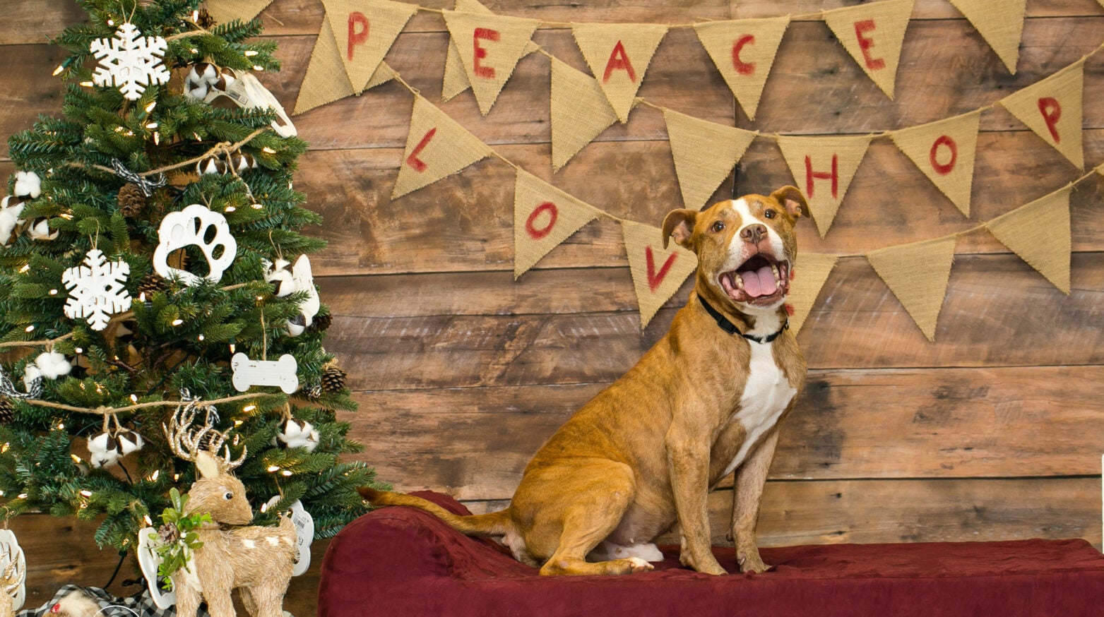 Brandywine Valley SPCA seeks families for shelter dog holiday ...