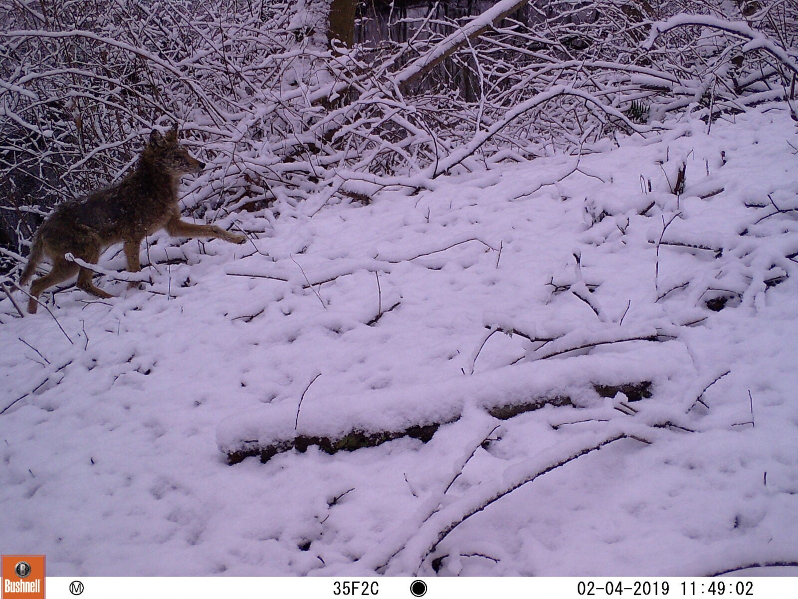 Sharing the city with some really wild neighbors — WHYY