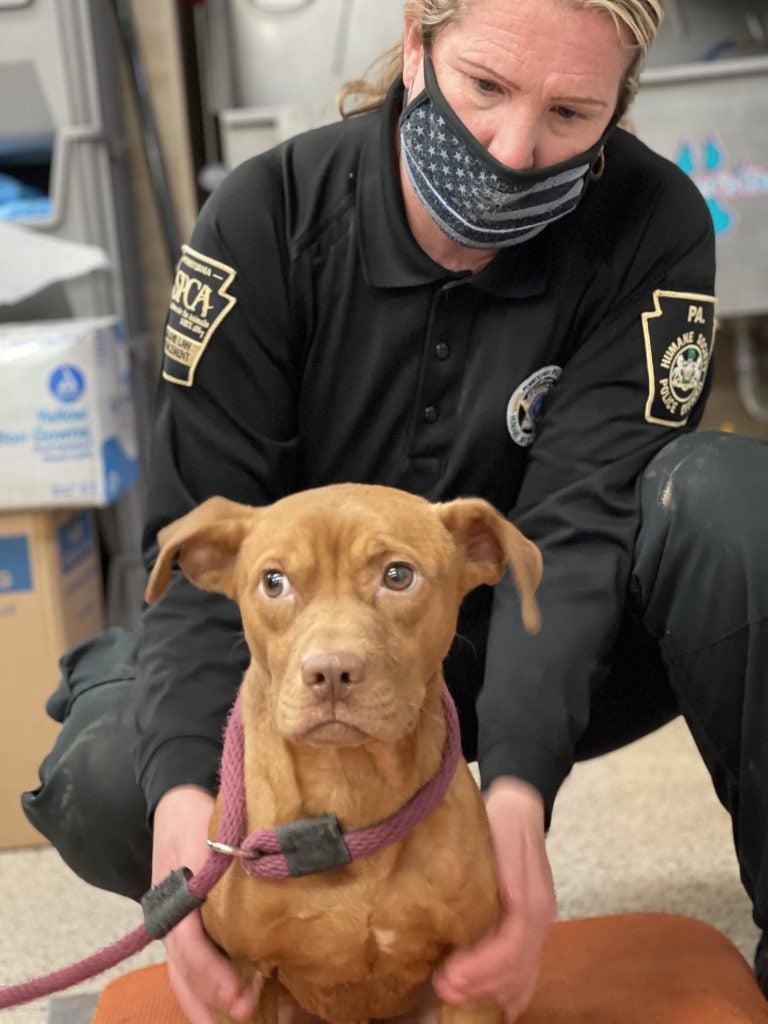 PSPCA rescues 5 dogs from alleged Philly dogfighting ring - WHYY