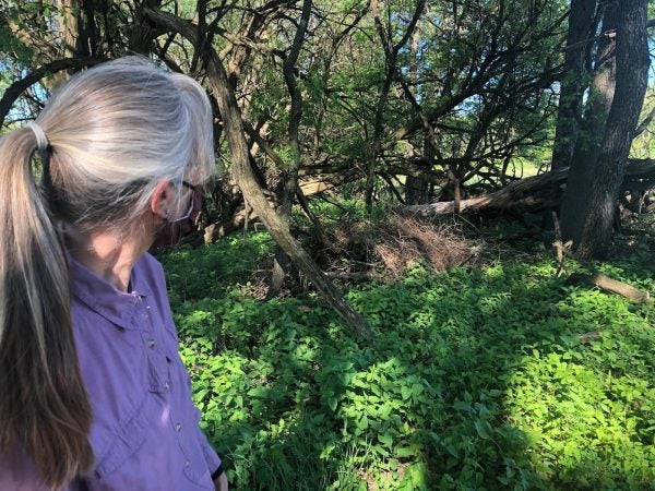 Removing invasive species in Delaware, one small patch at a time - WHYY