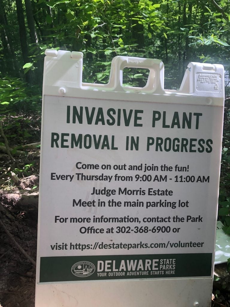 Removing invasive species in Delaware, one small patch at a time - WHYY