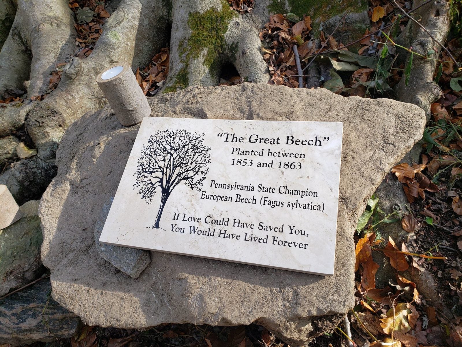 Essay: Philly’s historic Great Beech tree is dying - WHYY