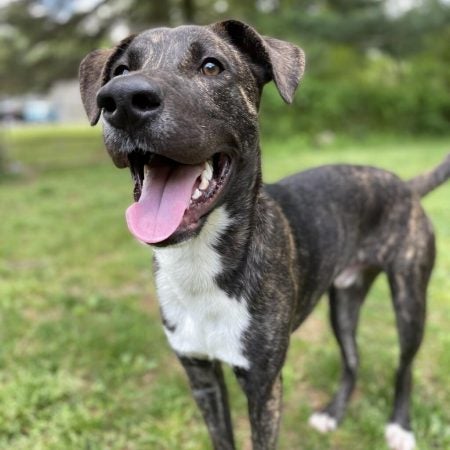 Delaware Humane Association, Delaware SPCA to merge - WHYY