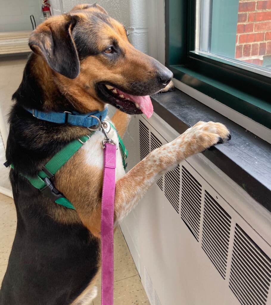 ‘Foster a Philly Pet’: PSPCA, ACCT, PAWS plead for help - WHYY