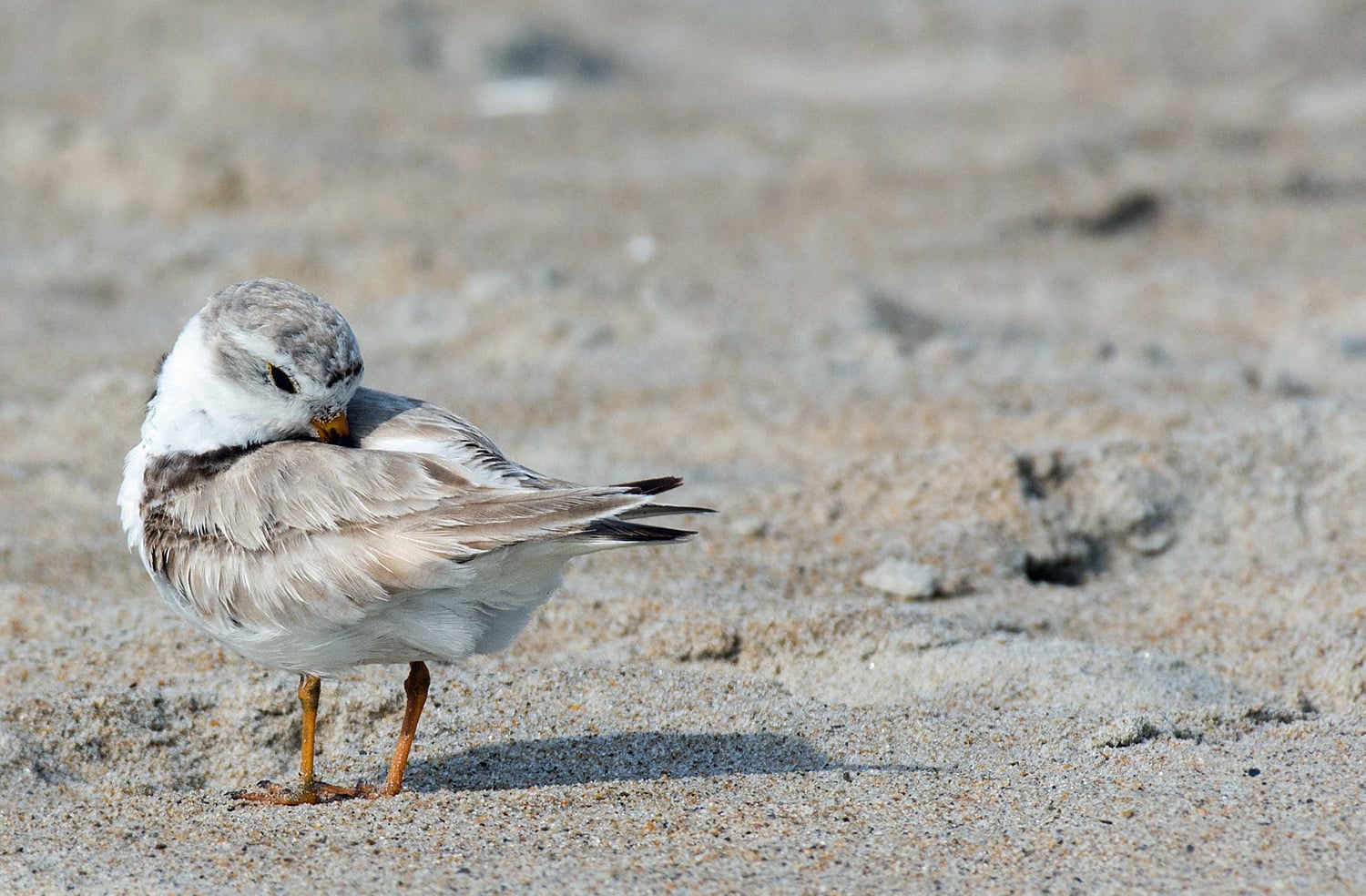 Delaware’s piping plovers show resilience in the face of declines ...