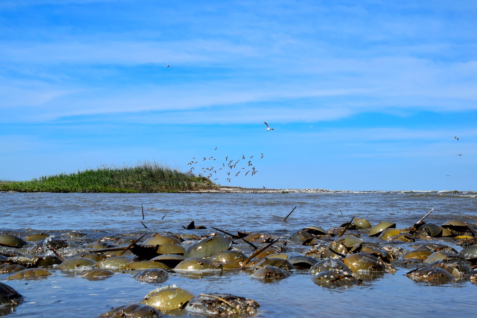 Commission wants to lift limits on Delaware Bay horseshoe crab ...