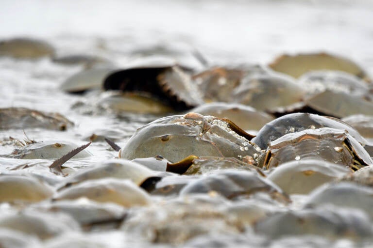 Commission wants to lift limits on Delaware Bay horseshoe crab ...