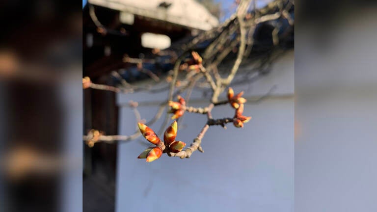 Frost threatens Philly’s cherry blossom ‘peak bloom’ - WHYY