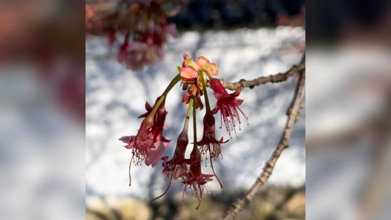 Frost threatens Philly’s cherry blossom ‘peak bloom’ - WHYY