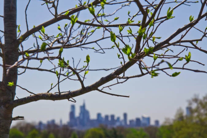 Beloved Philly tree replaced with three new ones - WHYY