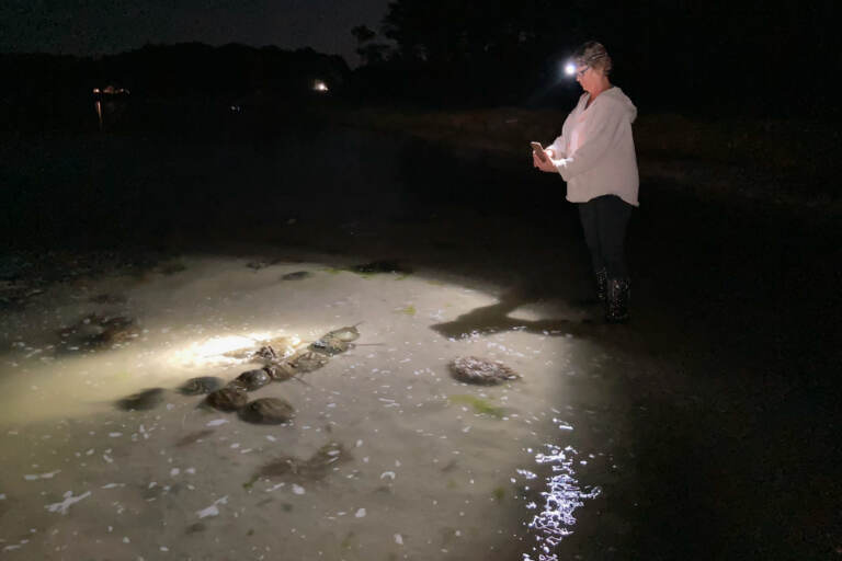 Citizen scientists help to track Delaware Bay’s horseshoe crab ...